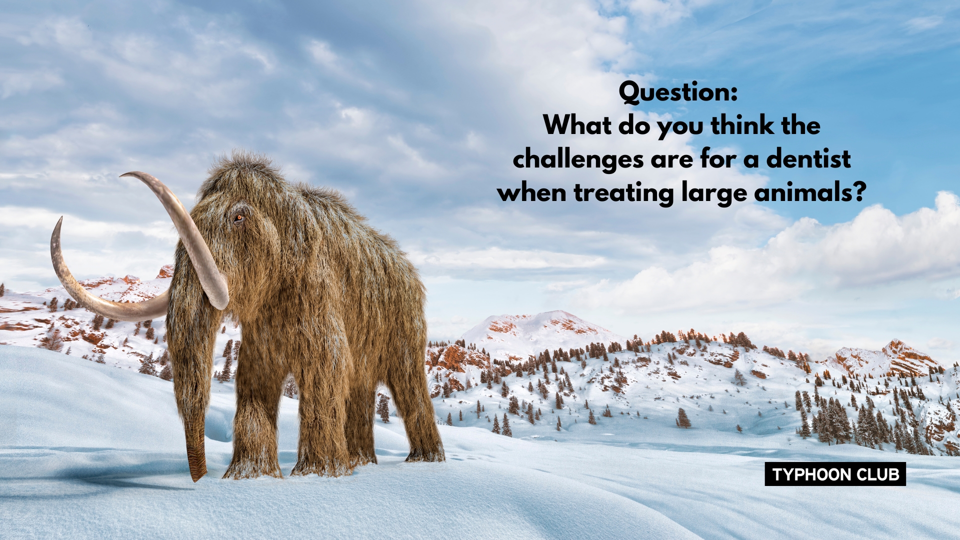 Mammoth Toothache – Typhoon Club Hong Kong